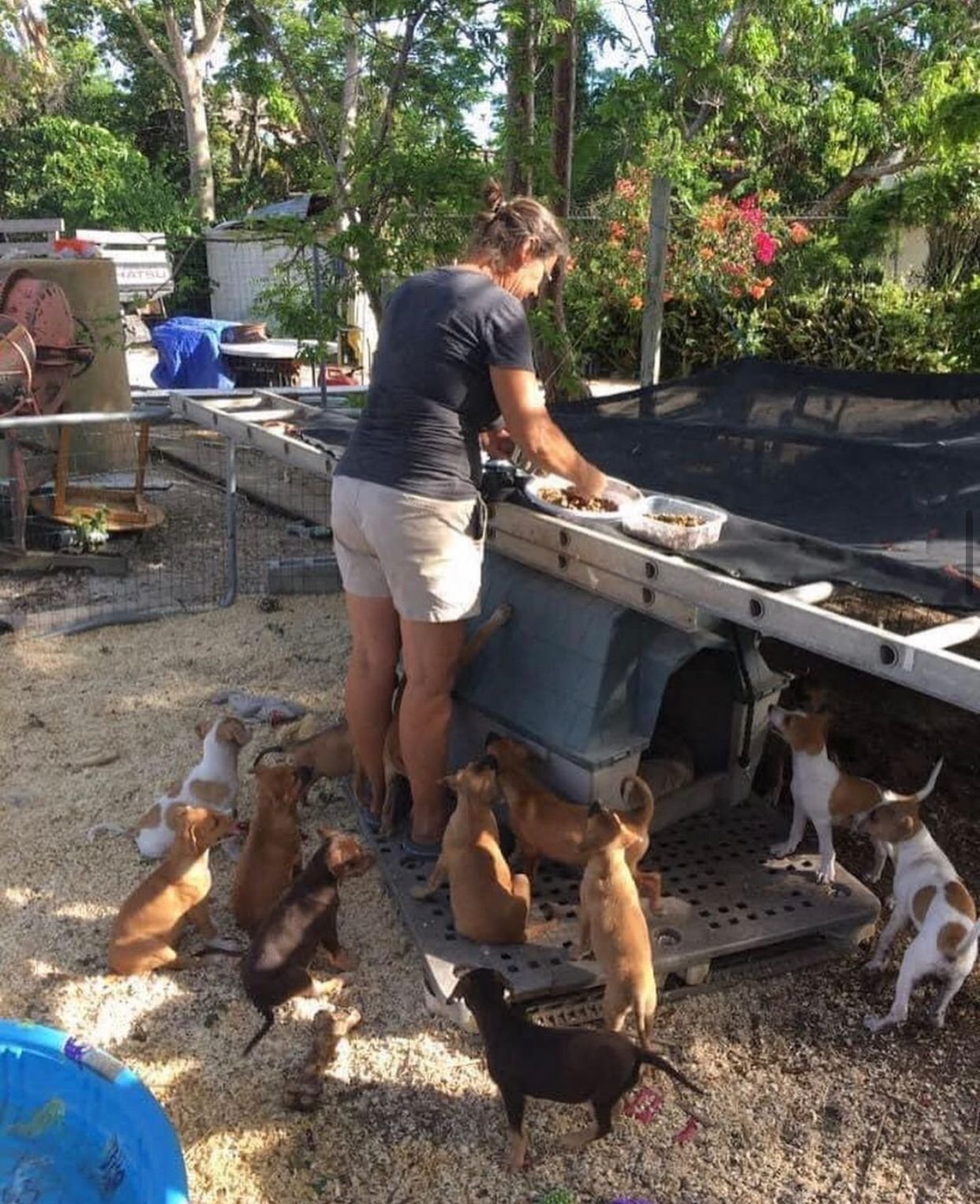 Potcake Pals Rescue - LocalPaws